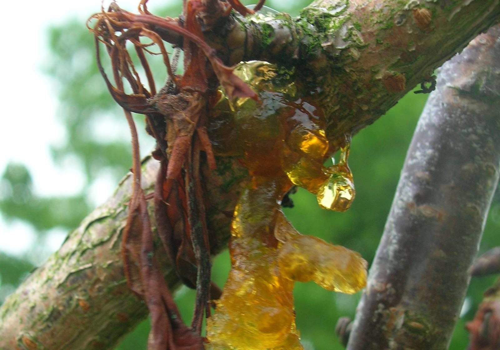 Utah Tree Gummosis Control – Utahs Tree Care Doctor