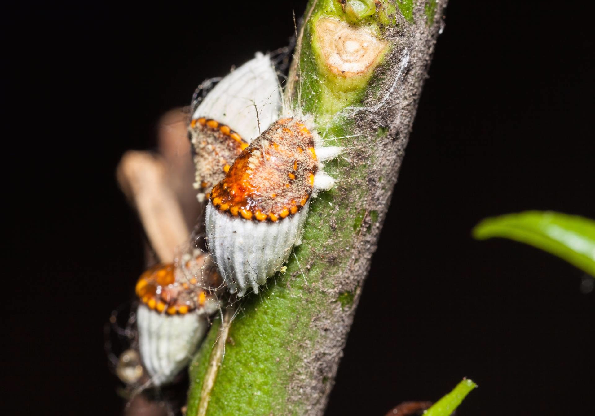 Utah Tree Scale Control – Utahs Tree Care Doctor